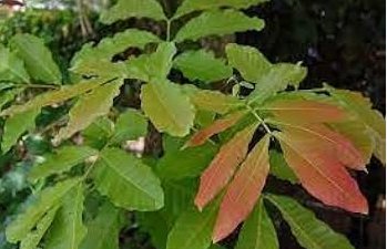 Schleichera oleosa CEYLON OAK TREE - EXOTIC - SEEDS FJ