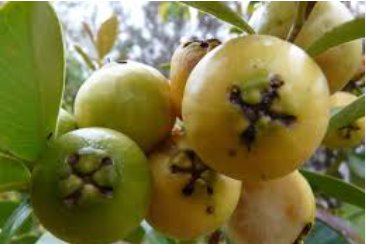 Psidium littorale LEMON GUAVA TREE Seeds FJ