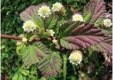 Lippia dulcis AZTEC SWEET HERB - Herb Seeds FJ