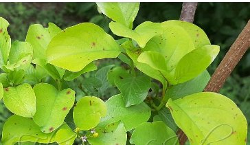 Decalepis hamiltonii SWALLOW ROOT Seeds FJ