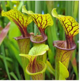 Sarracenia alata atrorubra RED YELLOW TRUMPETS PITCHER PLANT Carnivorous Seeds FJ