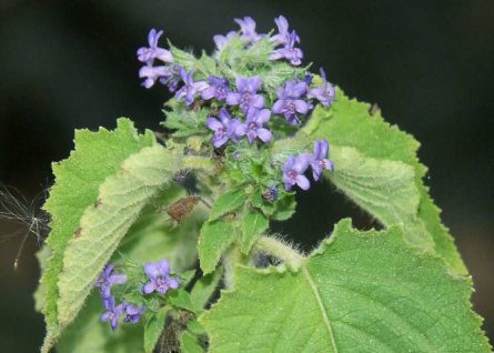 Hyptis suaveolens PIGNUT 10 Seeds FJ