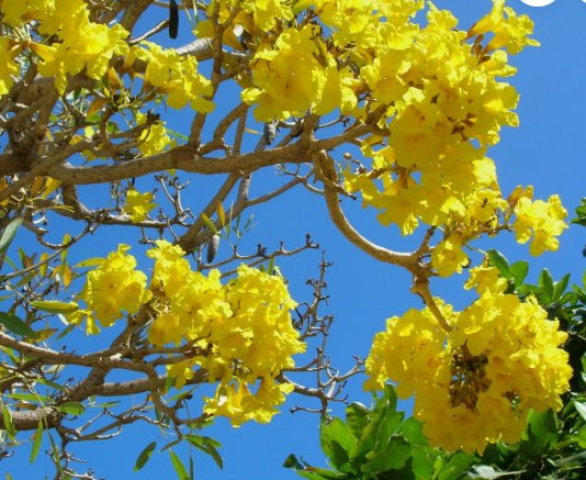 Tabebuia aurea YELLOW TRUMPET TREE! Seeds FJ