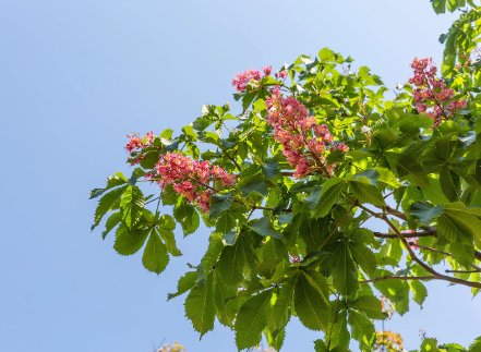 Terminalia myriocarpa EAST INDIA ALMOND - Unique Tree FJ