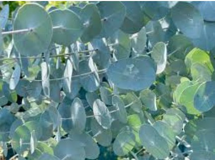 Eucalyptus perriniana SPINNING GUM - COLD HARDY FJ