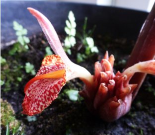 Zingiber rubens UNUSUAL GINGER Seeds FJ