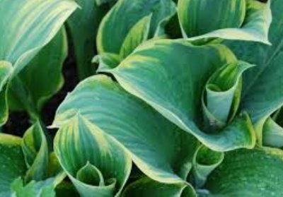 Hosta Sagae BLUE & GOLD VARIEGATED LEAVES Seeds FJ
