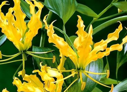 Gloriosa lutea YELLOW GLORIOSA LILY VINE SEEDS FJ