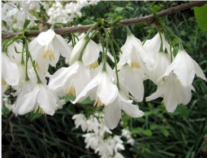 Halesia diptera TWO WING SILVERBELL TREE Seeds FJ