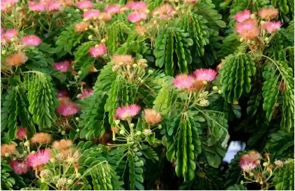 Albizia saman RAINTREE Seeds FJ