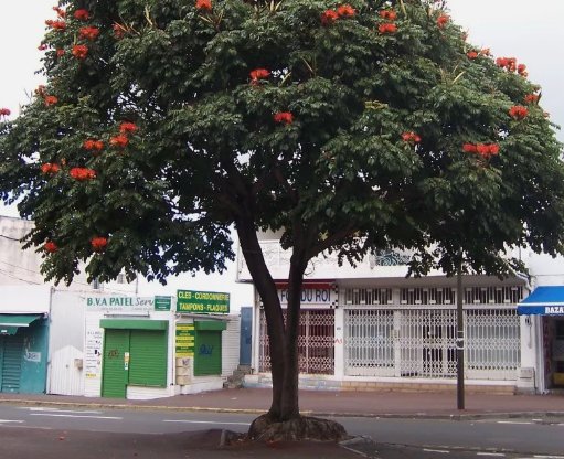 Spathodea campanulata UNIQUE TREE Seeds FJ