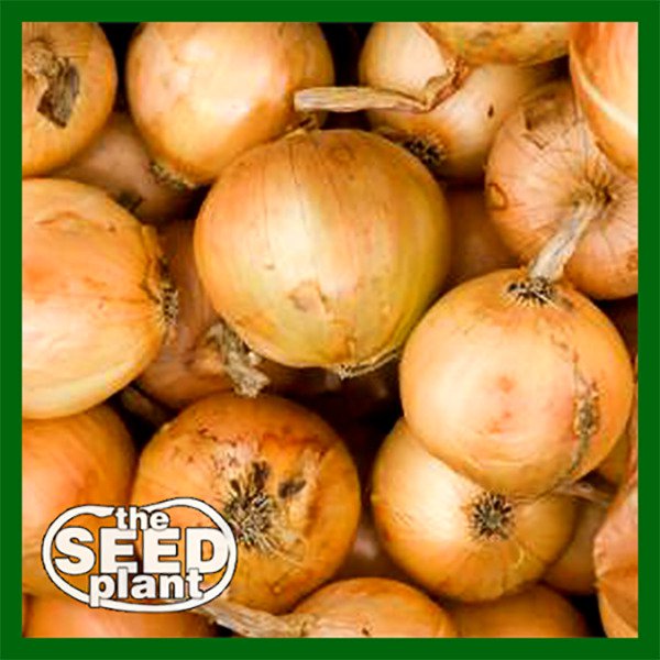 Exclusive Granex Yellow Onion Seeds - 300 SEEDS NON-GMO