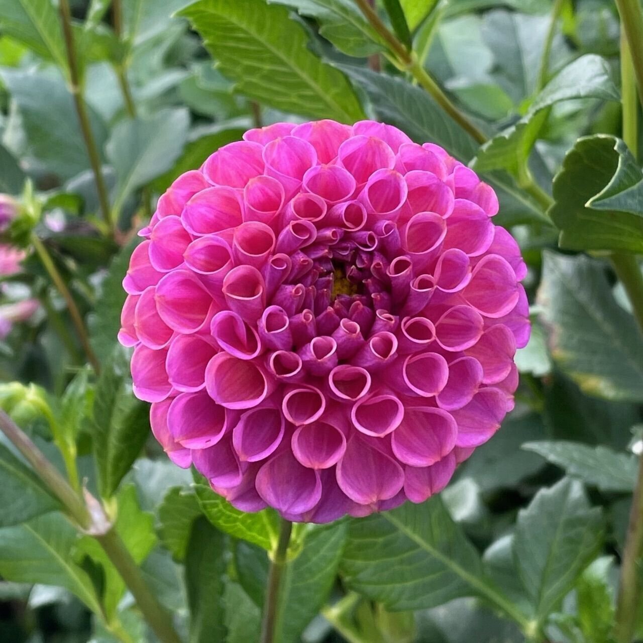 Exclusive 25 Rocco Dahlia Seeds Flower Perennial Flowers Seed Flowering ...