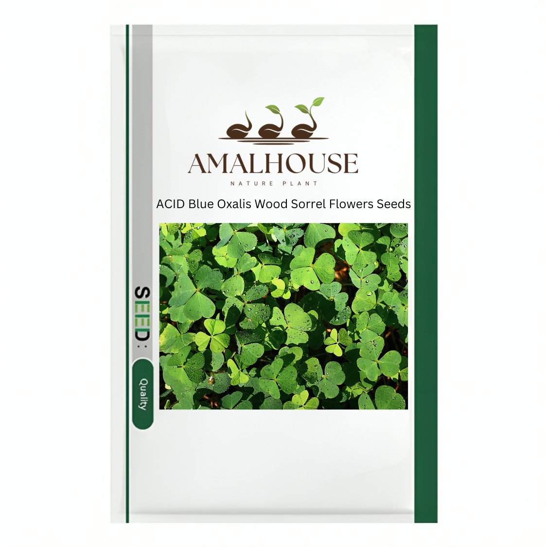 ACID Blue Oxalis Seeds Wood Sorrel Flowers - 100 PCS Seeds