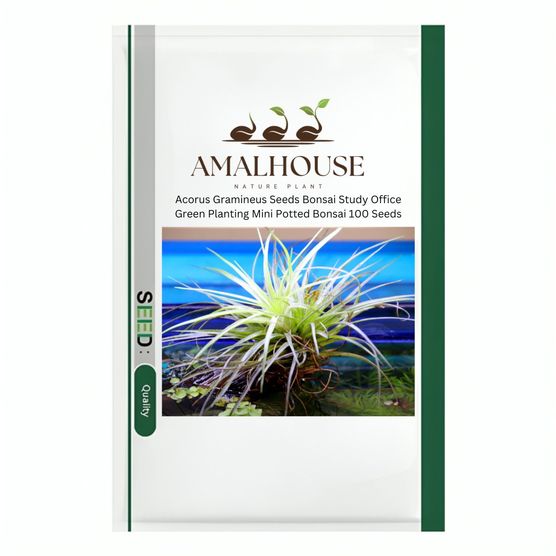 Acorus Gramineus Seeds Bonsai Study Office Green Planting Mini Potted ...