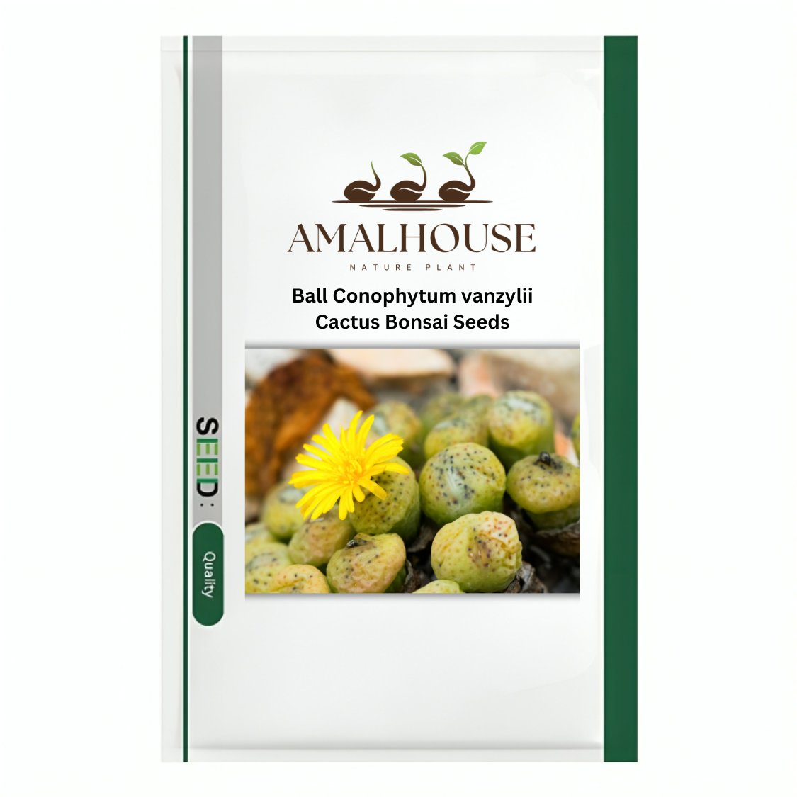 Ball Conophytum vanzylii Cactus Bonsai Rare Succulent Plant Bonsai ...