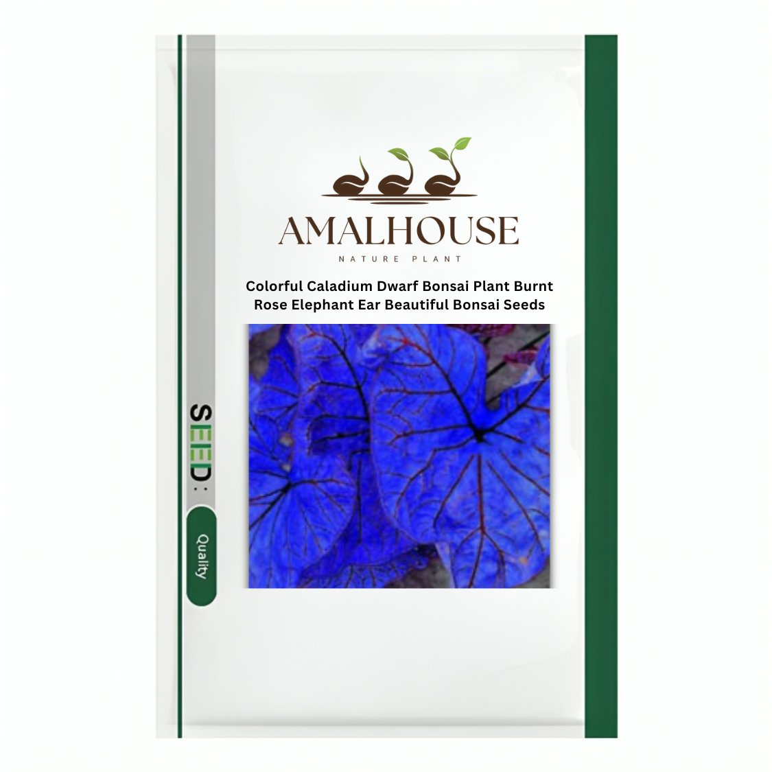 Colorful Caladium Dwarf Bonsai Plant Burnt Rose Elephant Ear Beautiful ...