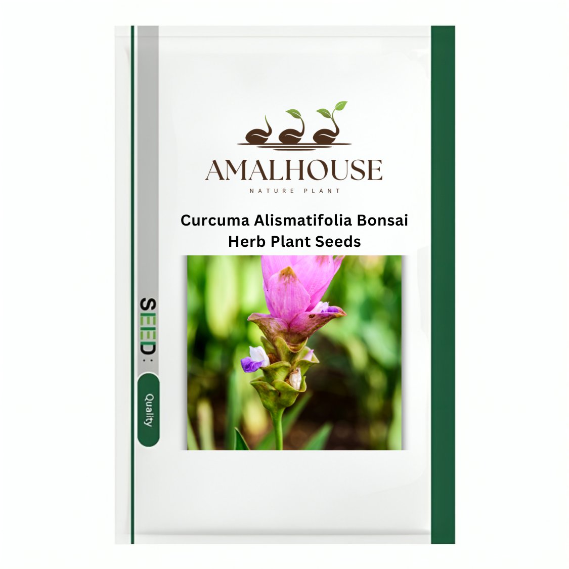 Curcuma Alismatifolia Bonsai Herb Plant - 100 PCS Seeds