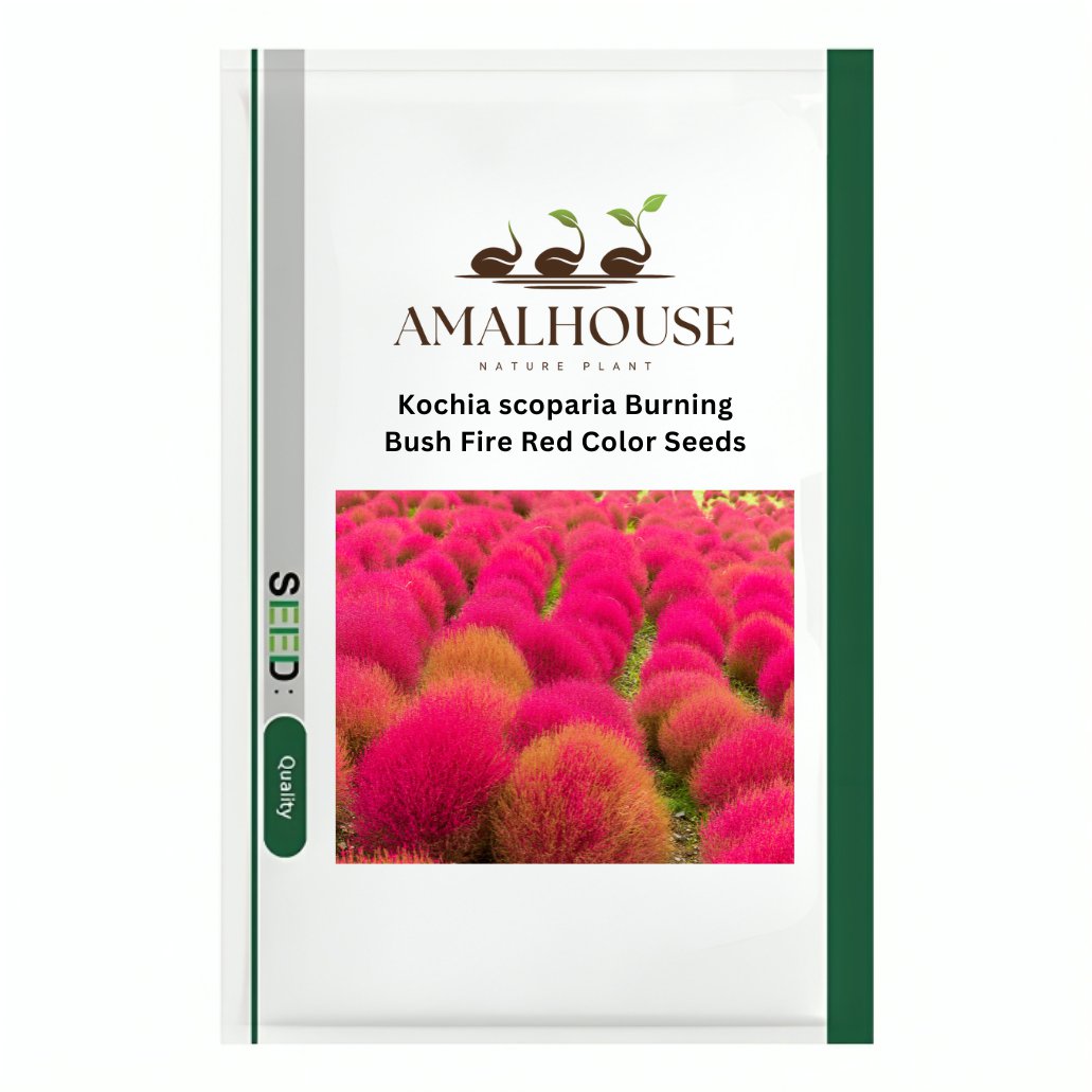 Kochia scoparia Burning Bush Fire Red Color - 500 PCS Seeds