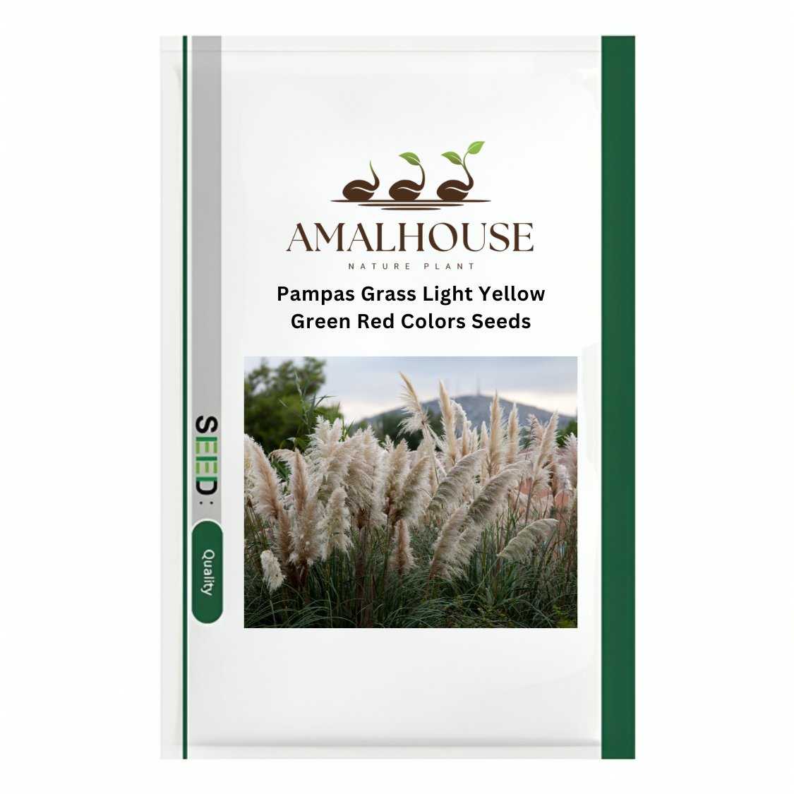 Pampas Grass Light Yellow Green Red Colors - 500 PCS Seeds