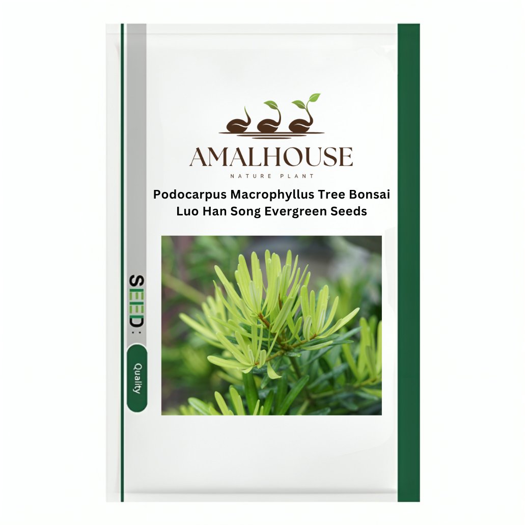 Podocarpus Macrophyllus Tree Bonsai Luo Han Song Evergreen - 60 PCS Seeds