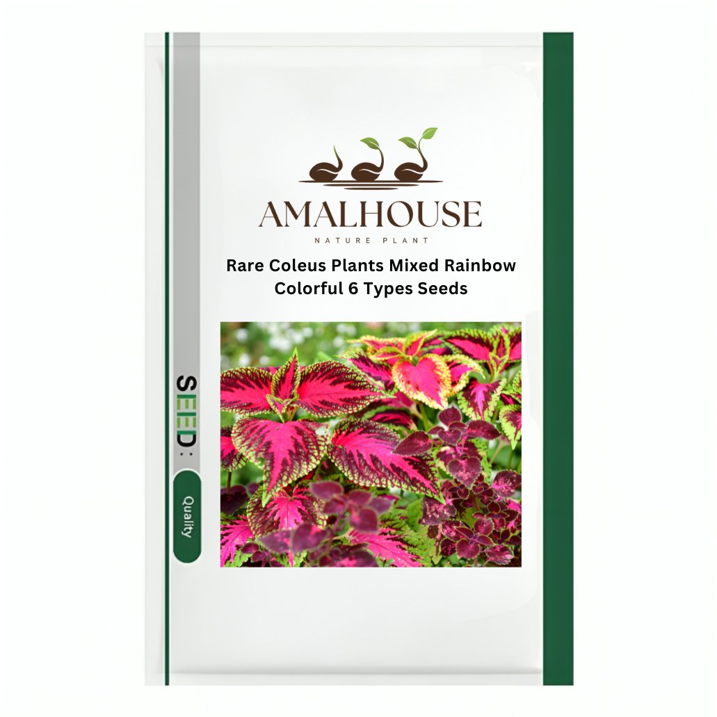 Rare Coleus Plants Mixed Rainbow Colorful 6 Types - 100 PCS Seeds