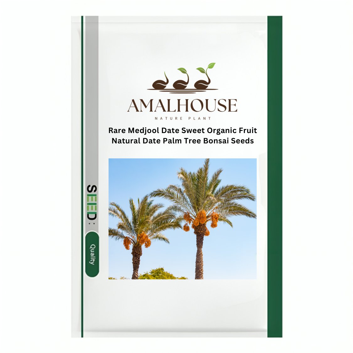 Rare Medjool Date Sweet Organic Fruit Natural Date Palm Tree Bonsai ...