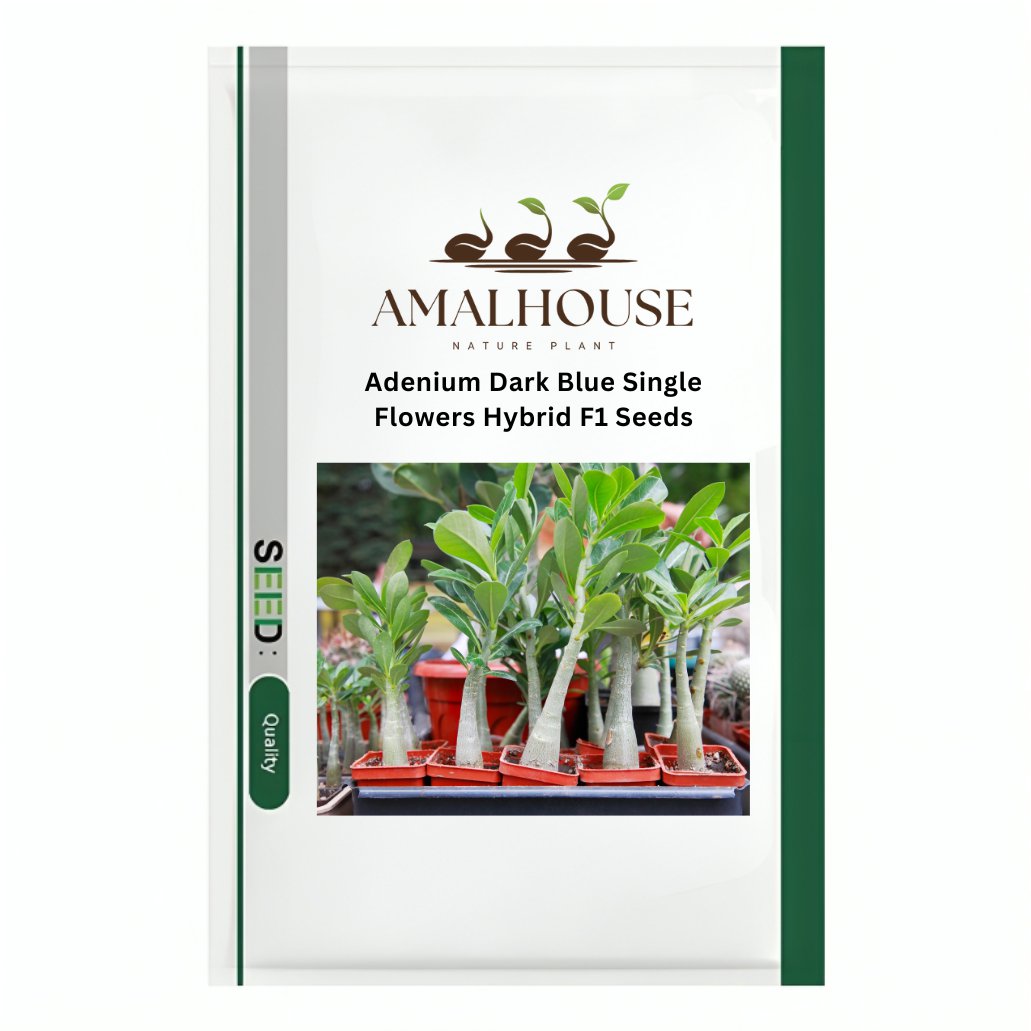 Adenium Dark Blue Single Flowers Hybrid F1 - 5 PCS Seeds