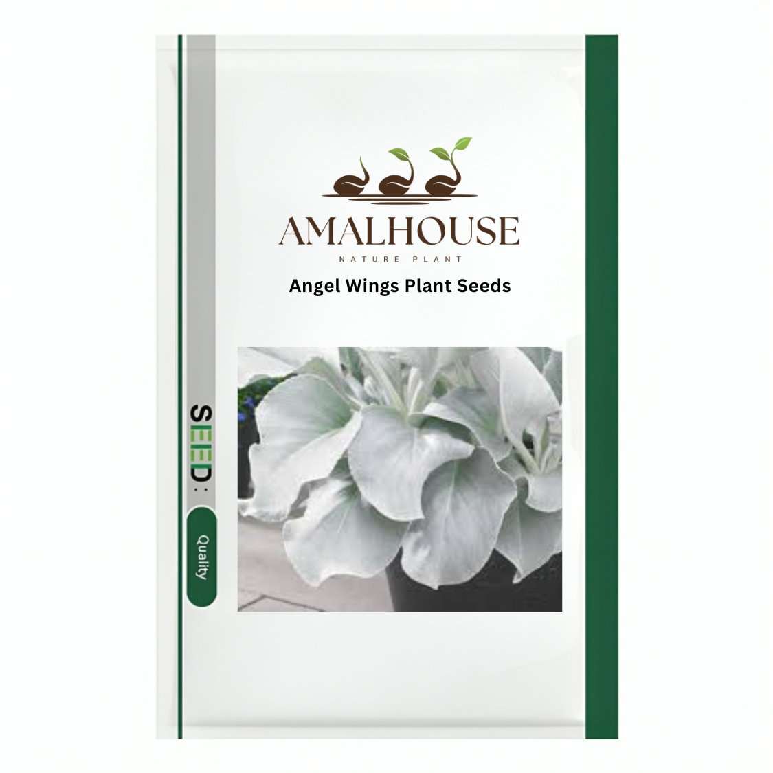 Angel Wings Plant - 100 PCS Seeds