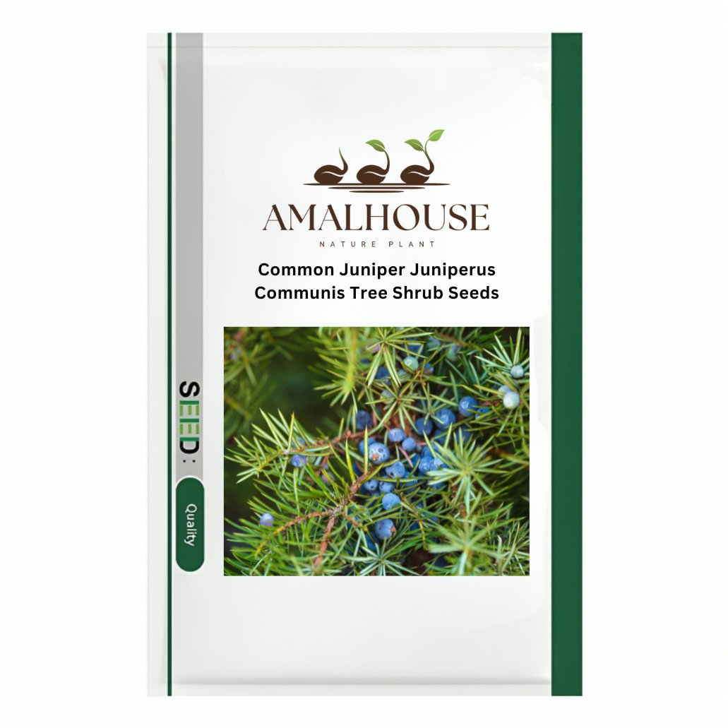 Common Juniper Juniperus Communis Tree Shrub - 60 PCS Seeds