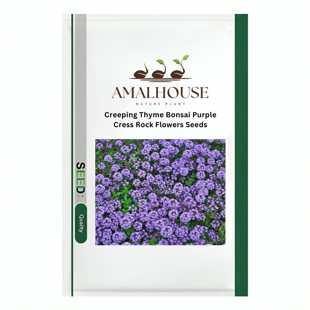 Creeping Thyme Bonsai Purple Cress Rock Flowers - 300 PCS Seeds