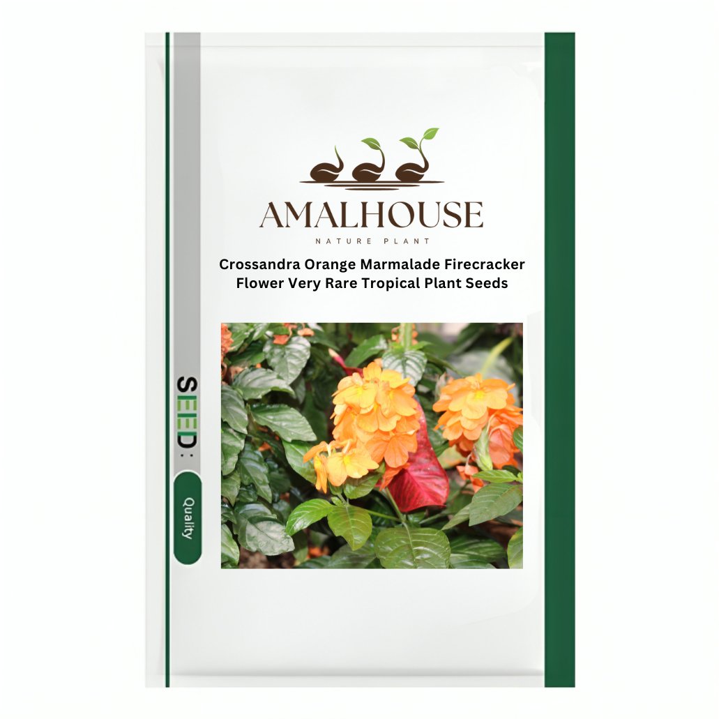 Crossandra Orange Marmalade Firecracker Flower Very Rare Tropical Plant ...