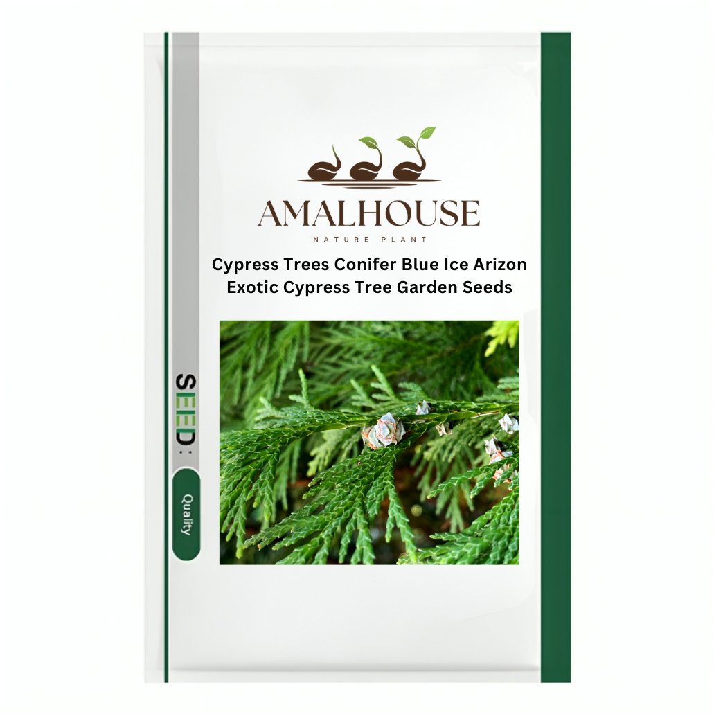 Cypress Trees Conifer Blue Ice Arizon Exotic Cypress Tree Garden - 100 ...