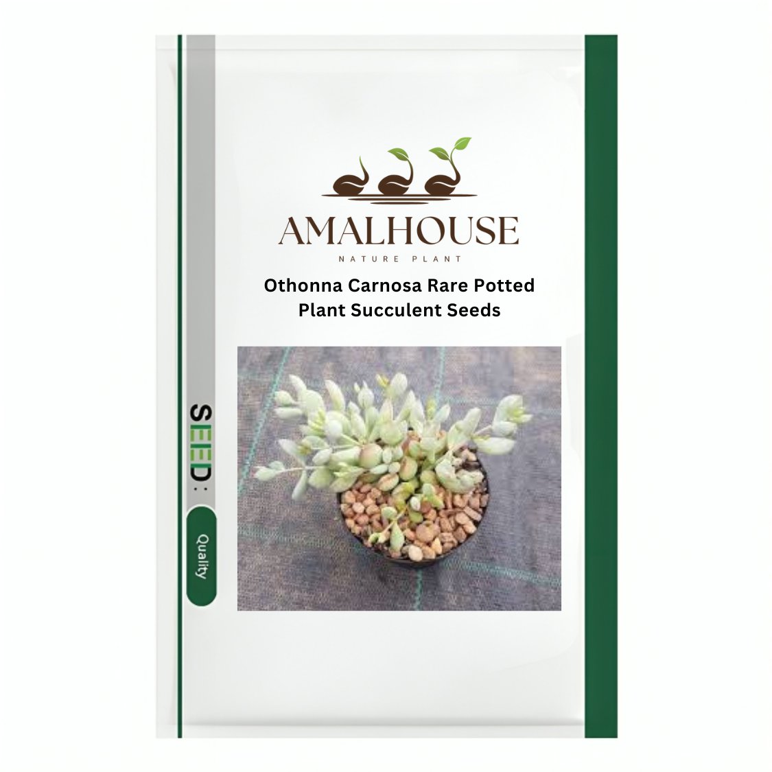 Othonna Carnosa Rare Potted Plant Succulent - 10 PCS Seeds