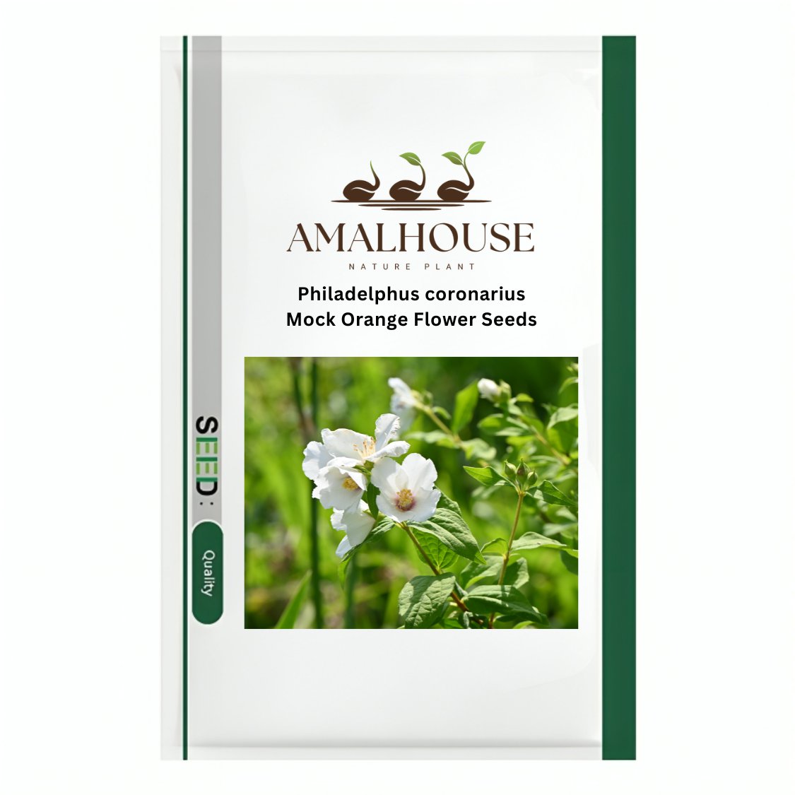 Philadelphus coronarius Mock Orange Flower - 20 PCS Seeds