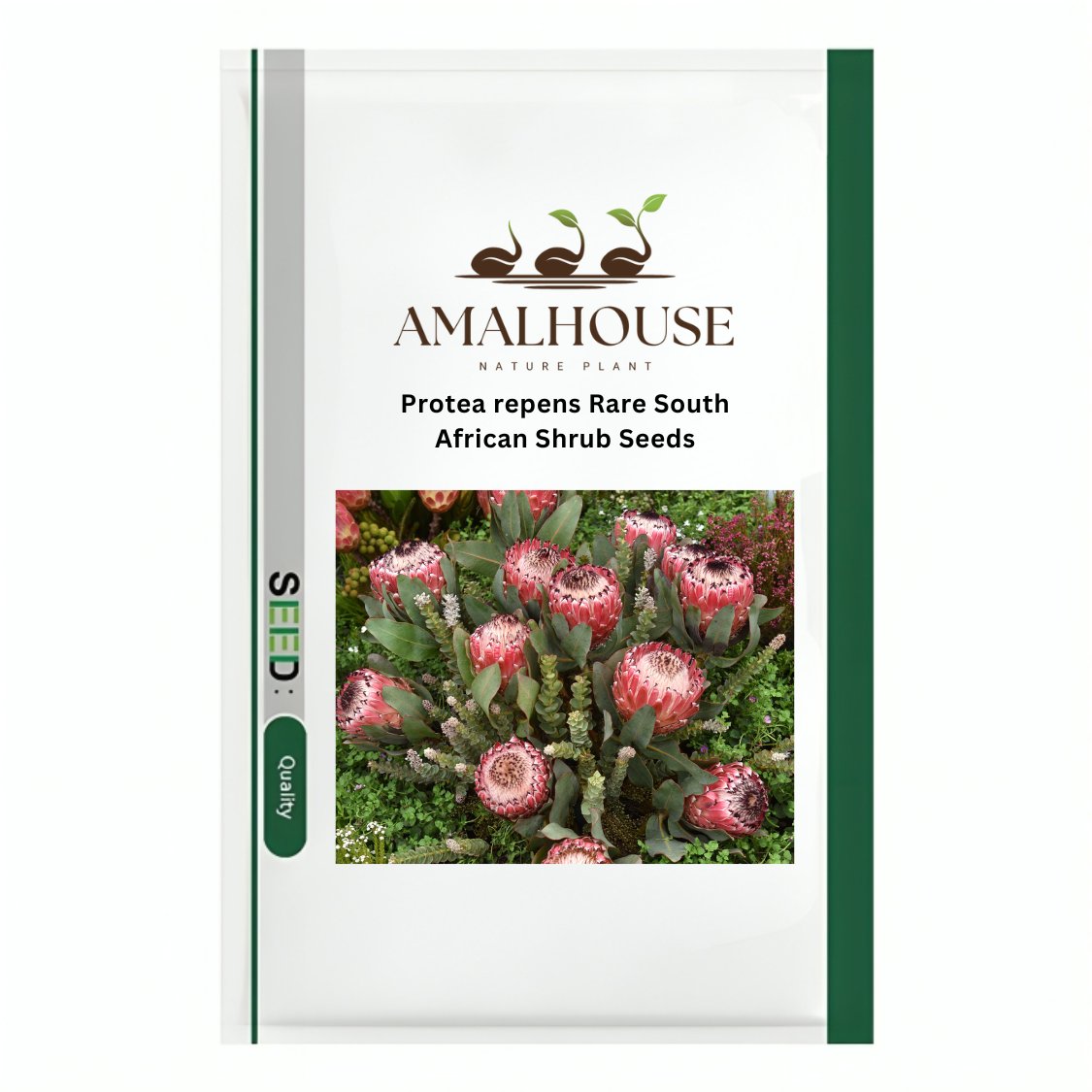 Protea repens Rare South African Shrub - 6 PCS Seeds