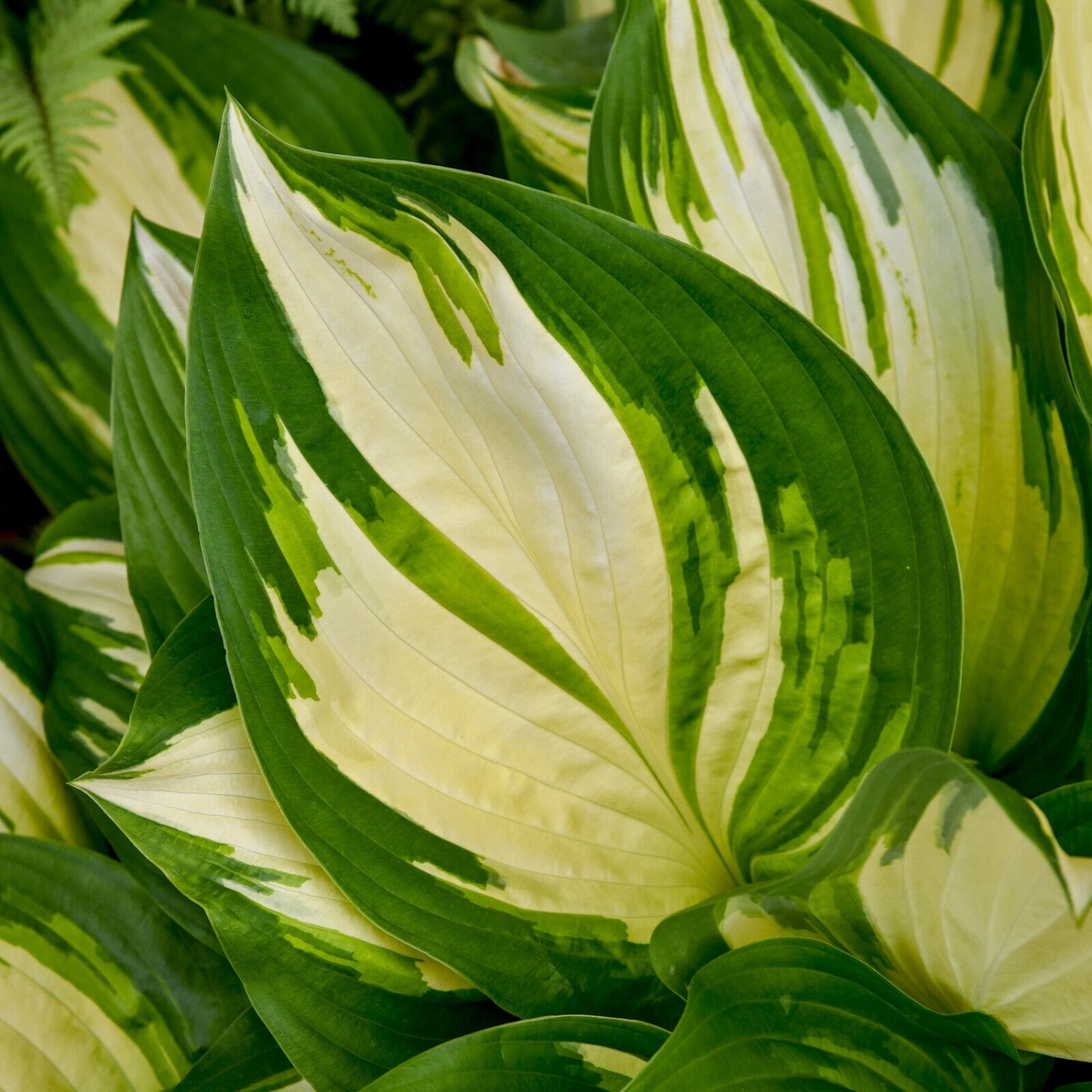 Exclusive hosta MISS AMERICA plant --- Visit ourstore for lowest prices ...