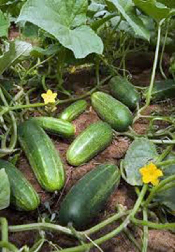 Exclusive CUCUMBER SEED, MARKETER, HEIRLOOM, NON GMO, 100 SEEDS, GARDEN ...