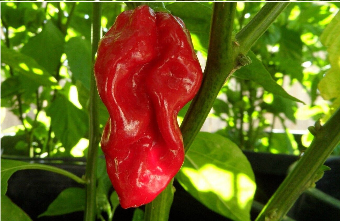 New Arrival 20 seeds Red Devils Tongue Hot pepper Extreme Rare Heirloom ...