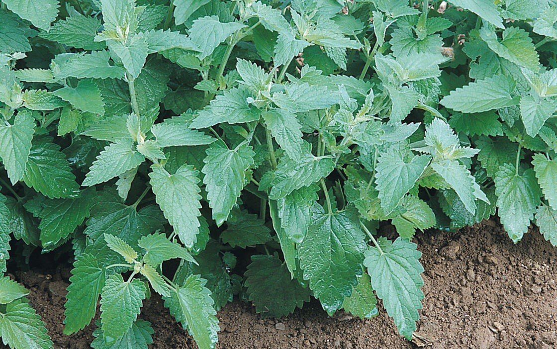 New Arrival Catnip Seeds heirloom Non GMO cat party supplies Bulk herbs
