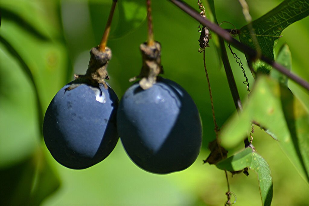 Exclusive Passiflora LUNATA biflora, maracuja passion maypop fragrant ...