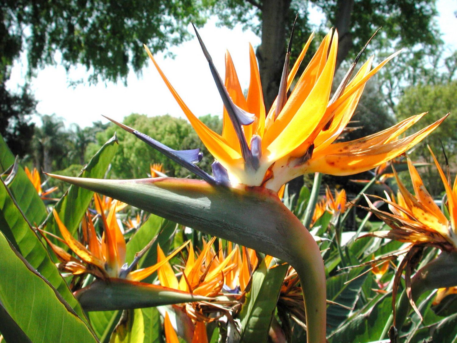 Limited Edition Rare color - Bird of Paradise, flowering exotic ...