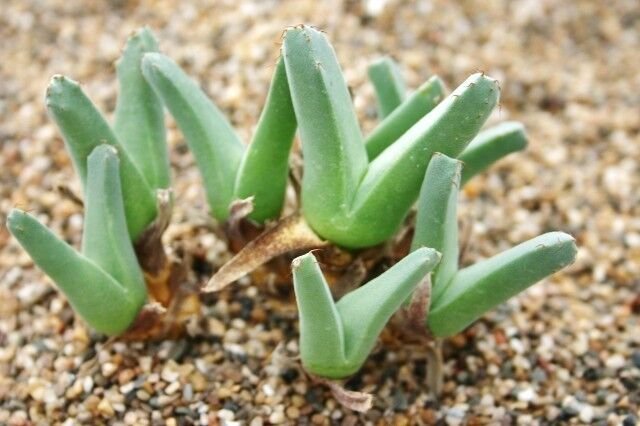Exclusive ODONTOPHORUS PROTOPARCOIDES rare mesembs succulent living ...
