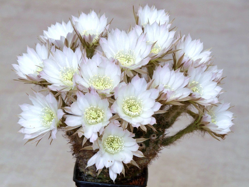 New Arrival Echinopsis ancistrophora cactus plant flowering succulent cacti seed 100 seeds