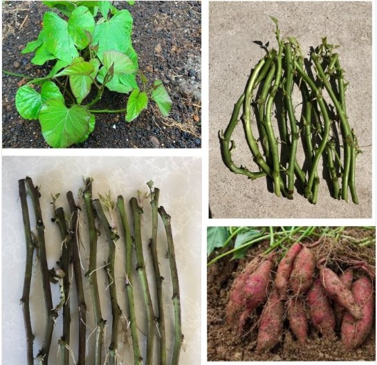 10 Cutting Rooted Nodes Slips Sweet Potato Vines Ready To Plant