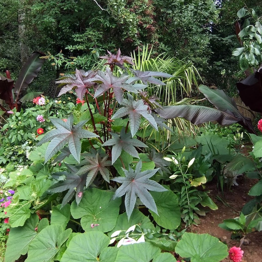 Castor Bean Ricinus Communis var. gibsonii - 8 Seeds_3