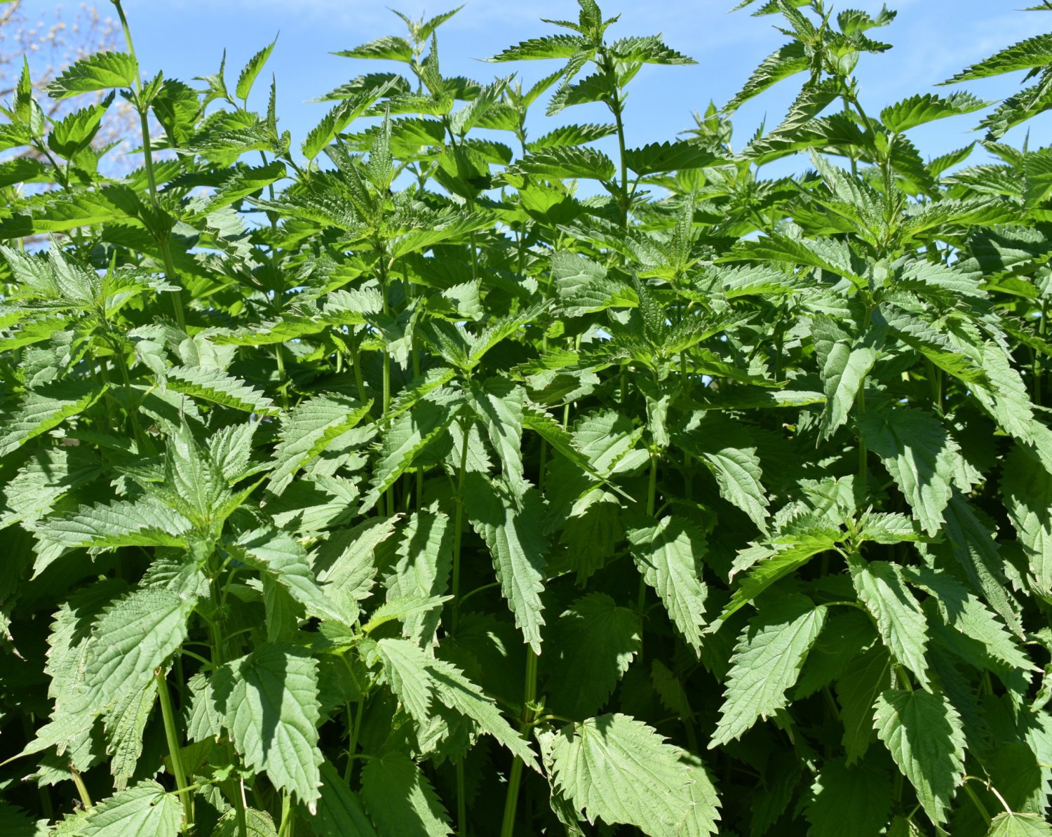 Native Stinging Nettle Herb Urtica Dioica - 1000 Seeds_3