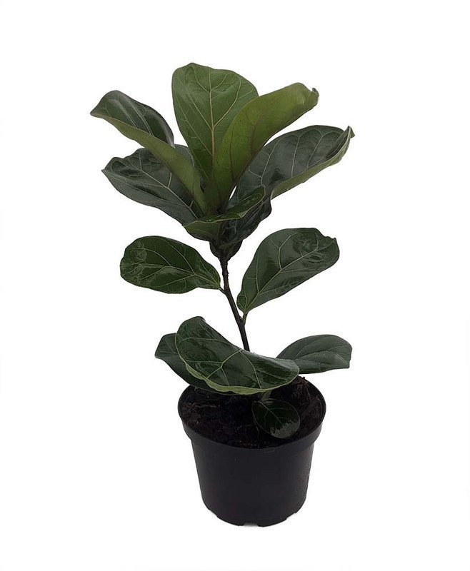 Wonderful Ficus Bambino Dwarf Fiddleleaf Fig Tree Garden Plant-1