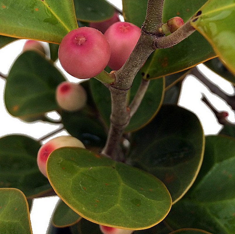 Wonderful Ficus deltoidea Mas Cotek Mistletoe Fig Tree Garden Plant-3