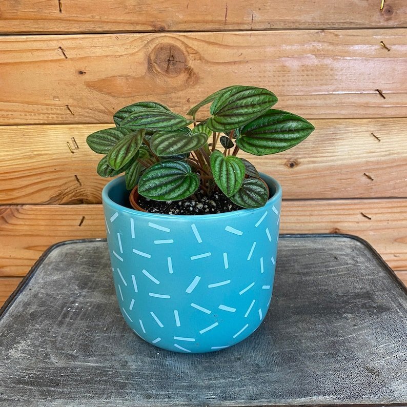 Wonderful Peperomia Fuzzy Mystery Garden Plant-3
